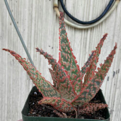 Aloe 'Crimson Dragon' - World of Succulents
