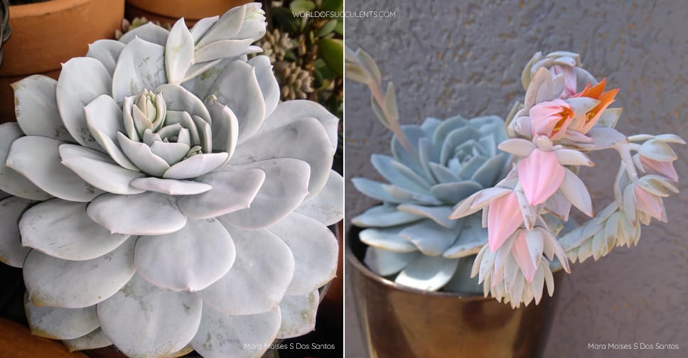 Echeveria 'Caly Argentea' - World of Succulents