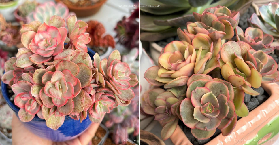 Echeveria 'Suyon Variegata' - World of Succulents