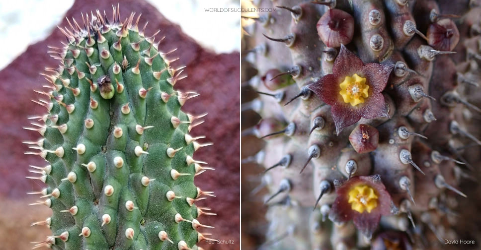 Hoodia officinalis - World of Succulents