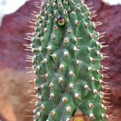 Hoodia officinalis - World of Succulents