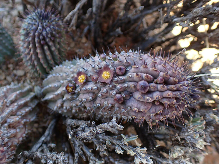 Hoodia officinalis - World of Succulents