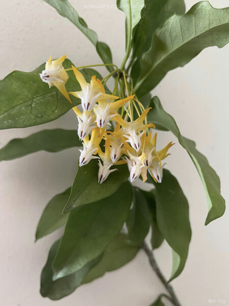 Hoya multiflora (Shooting Star Hoya) - World of Succulents
