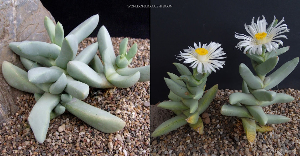 Juttadinteria albata - World of Succulents