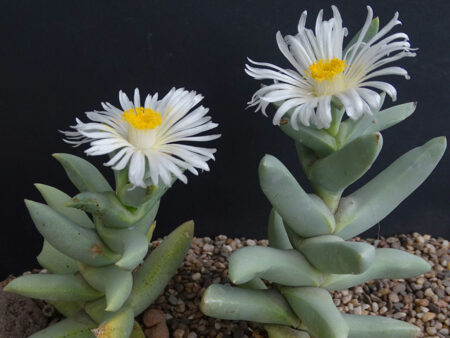 Juttadinteria albata - World of Succulents