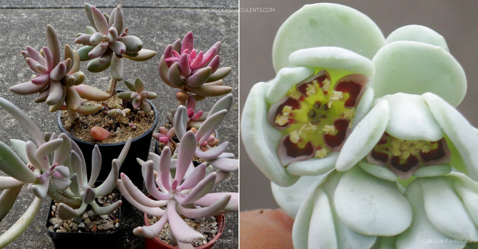 Pachyphytum longifolium - World of Succulents
