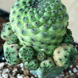 Rebutia rauschii 'Apple Green' - World of Succulents