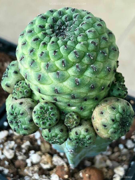 Rebutia rauschii 'Apple Green' - World of Succulents