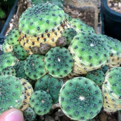 Rebutia rauschii 'Apple Green' - World of Succulents