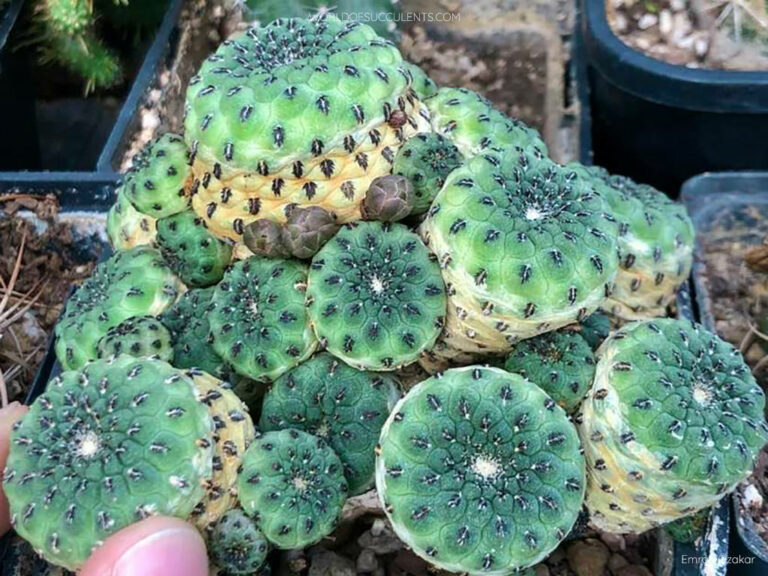 Rebutia rauschii 'Apple Green' - World of Succulents