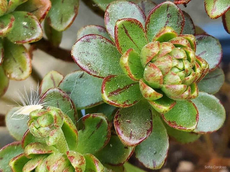 Aeonium ×loartei - World of Succulents