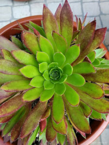 Aeonium 'Firecracker' - World of Succulents