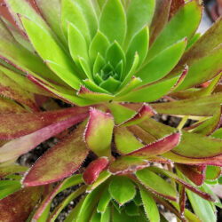 Aeonium 'Firecracker' - World of Succulents