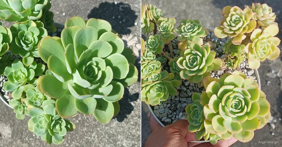 Echeveria 'Lemon Rose' - World of Succulents