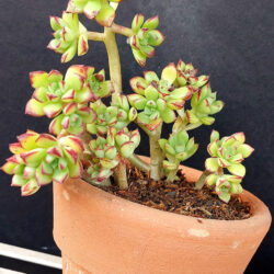 Echeveria 'Supia' - World of Succulents