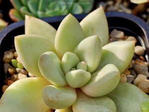 ×Graptoveria 'Ruby Donna' - World of Succulents
