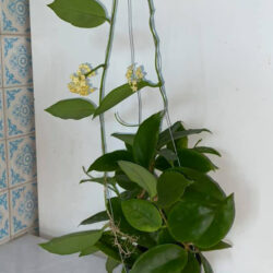 Hoya incrassata - World of Succulents