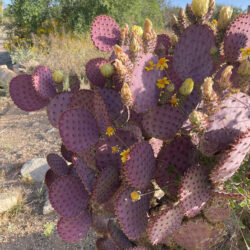Opuntia santa-rita (Santa Rita Prickly Pear) - World of Succulents
