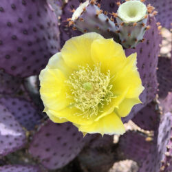 Opuntia santa-rita (Santa Rita Prickly Pear) - World of Succulents