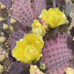 Opuntia santa-rita (Santa Rita Prickly Pear) - World of Succulents