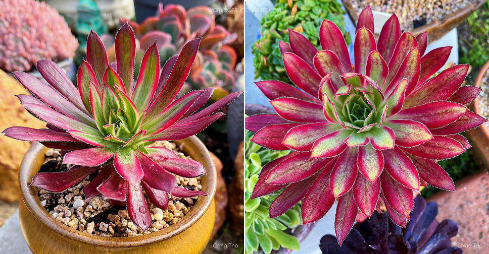 Aeonium 'Firecracker Variegatum' - World of Succulents