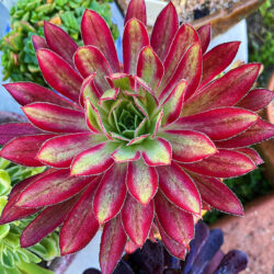 Aeonium 'Firecracker Variegatum' - World of Succulents