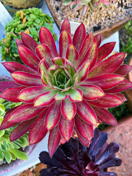 Aeonium 'Firecracker Variegatum' - World of Succulents