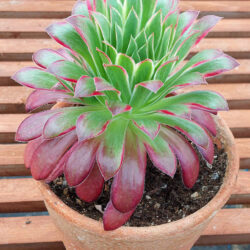 Aeonium 'Firecracker Variegatum' - World of Succulents