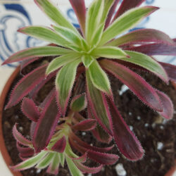 Aeonium 'Firecracker Variegatum' - World of Succulents
