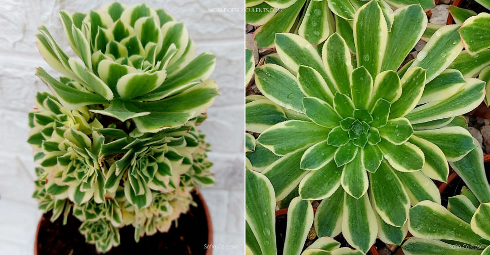 Aeonium 'Yan Ning' - World of Succulents