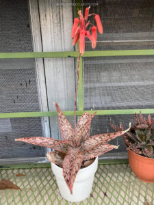 Aloe 'Mauna Kea' - World of Succulents