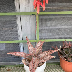 Aloe 'Mauna Kea' - World of Succulents