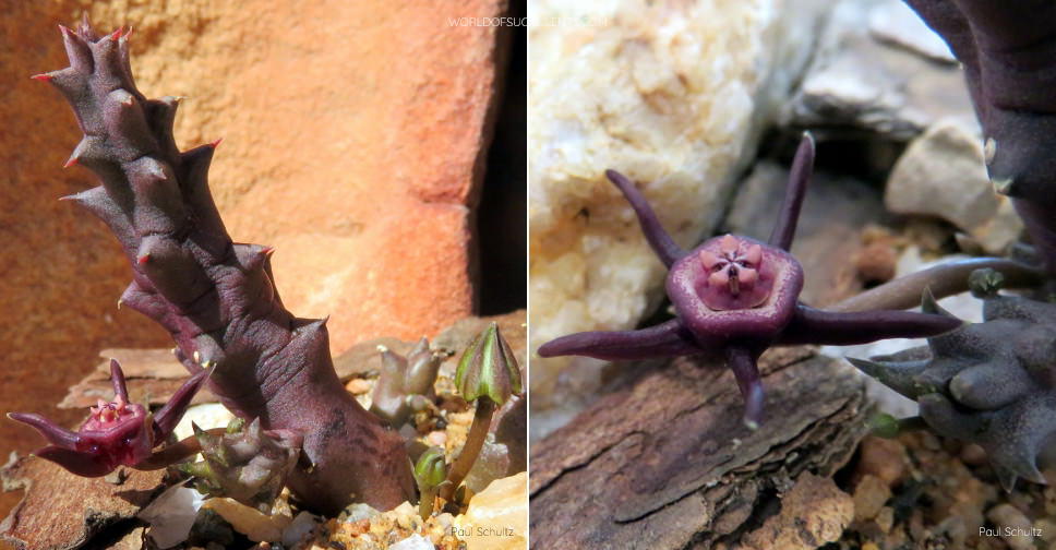 Duvalia caespitosa var. compacta - World of Succulents