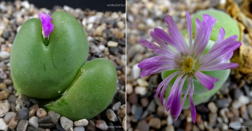Gibbaeum pilosulum (Oldman Humpfig) - World of Succulents