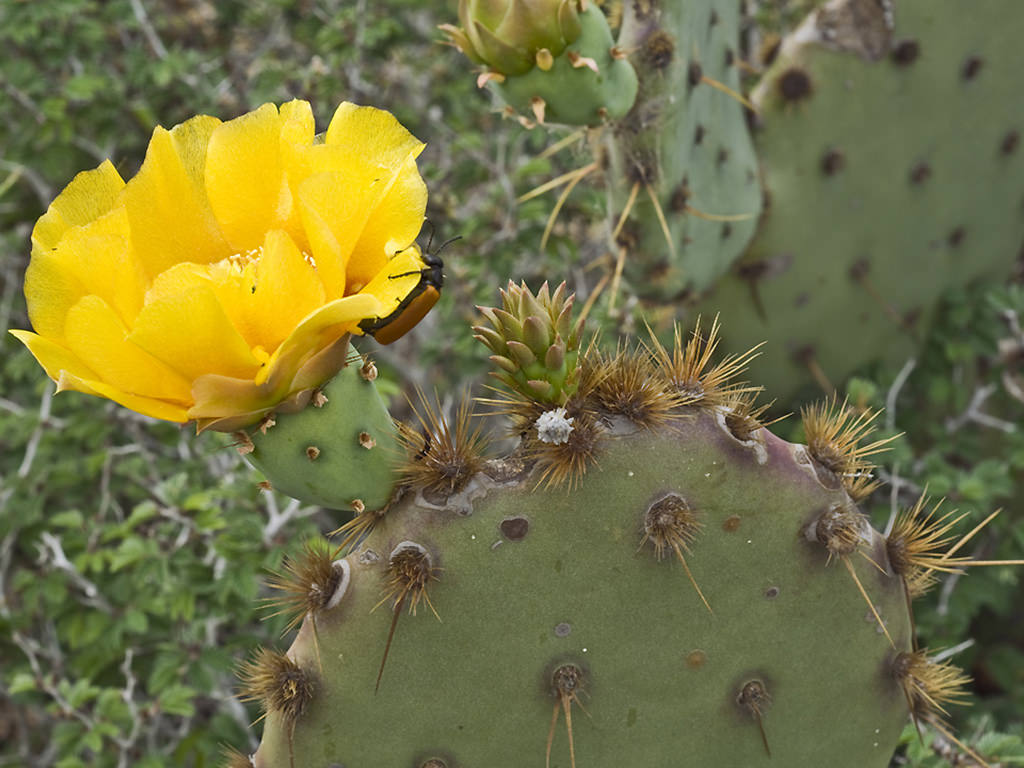 Opuntia aciculata (Chenille Pricklypear) - World of Succulents