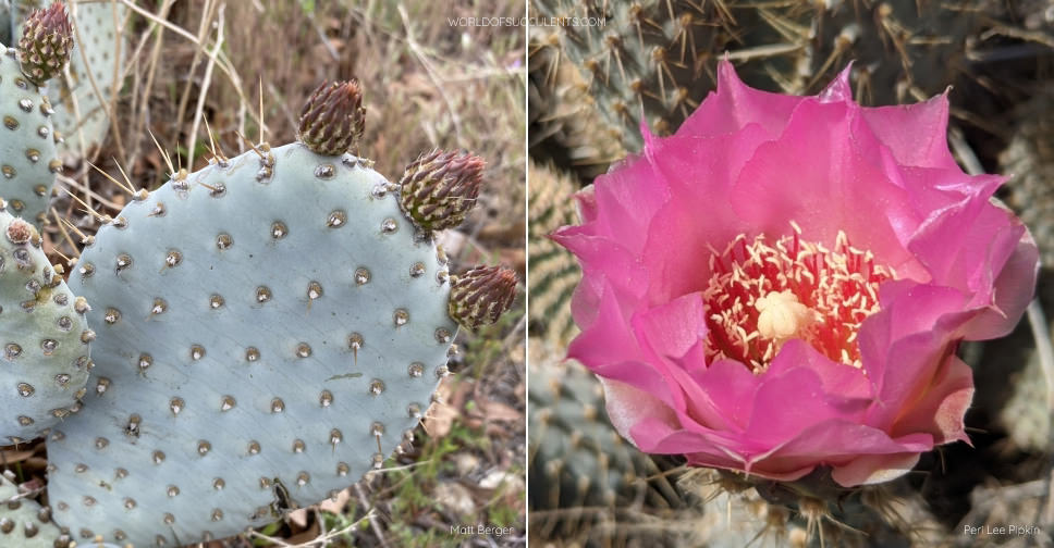 Opuntia basilaris var. treleasei (Bakersfield Cactus) - World of Succulents