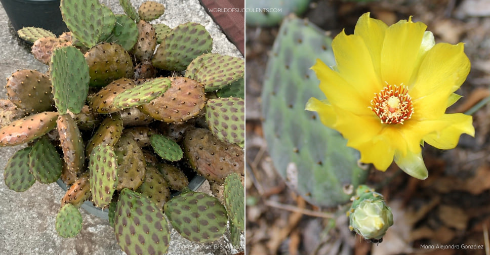 Opuntia decumbens - World of Succulents