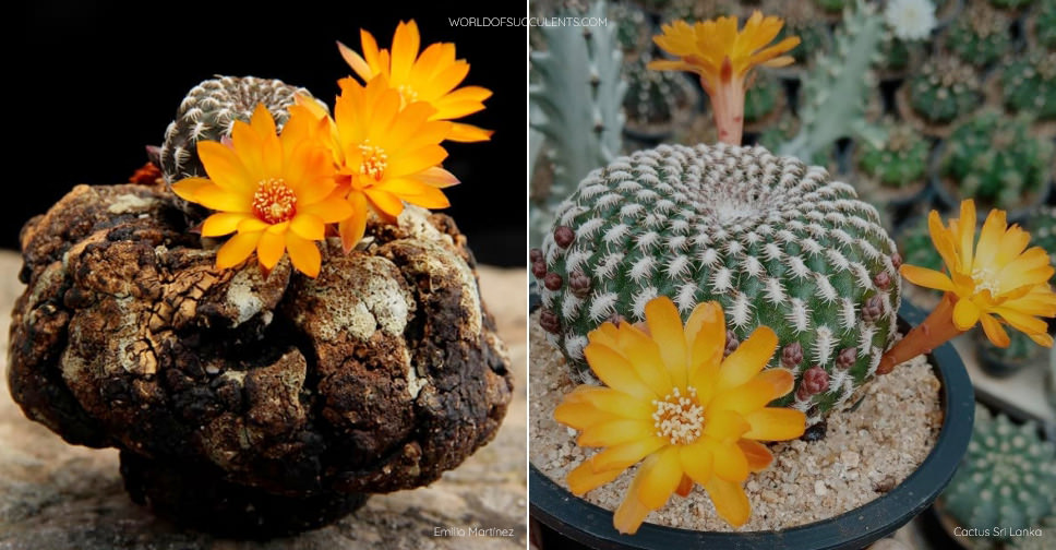 Rebutia arenacea (Arenaceous Crown Cactus) - World of Succulents