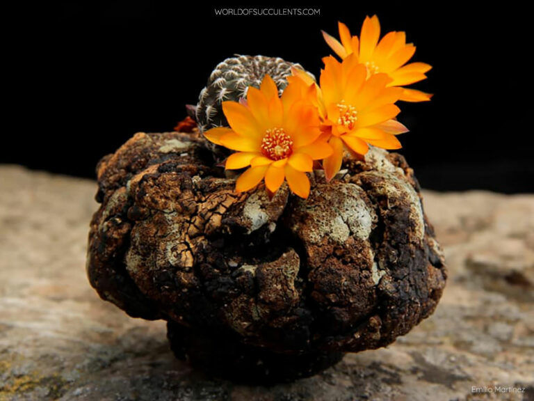 Rebutia arenacea (Arenaceous Crown Cactus) - World of Succulents