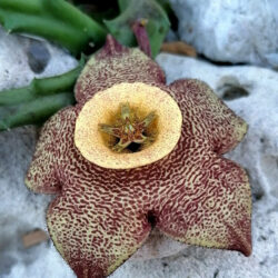 Stapelia mutabilis - World of Succulents