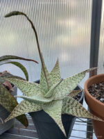 Aloe 'Delta Lights' - World of Succulents