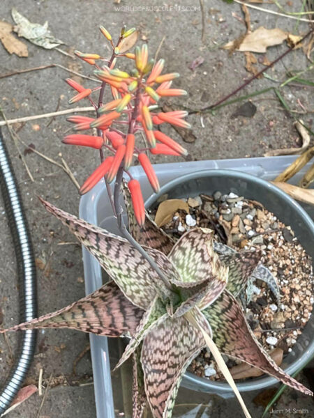 Aloe 'Delta Lights' - World of Succulents