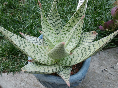 Aloe 'Delta Lights' - World of Succulents
