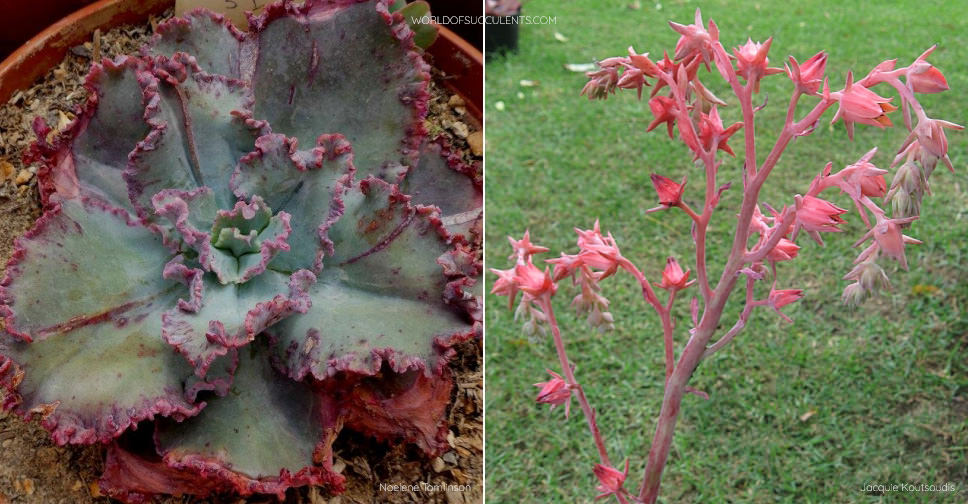Echeveria 'Chantilly' - World of Succulents