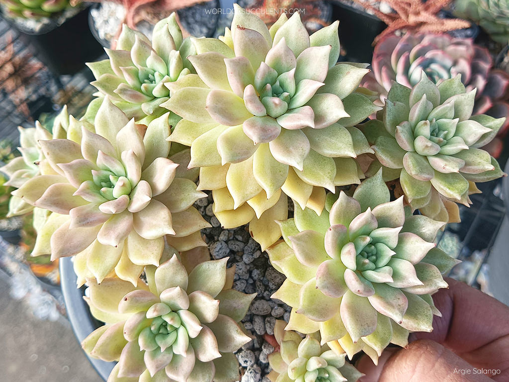 ×Graptoveria 'Arze' - World of Succulents