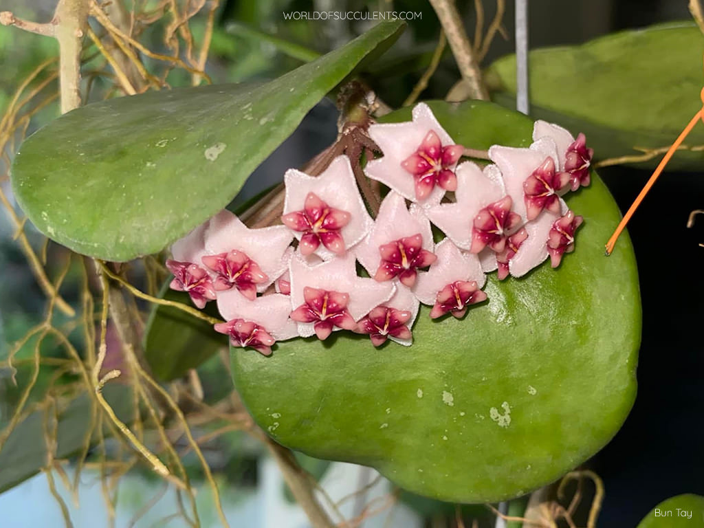 Hoya obovata - World of Succulents