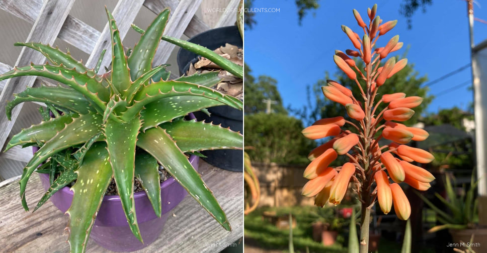 Aloe 'Night Sky' - World of Succulents