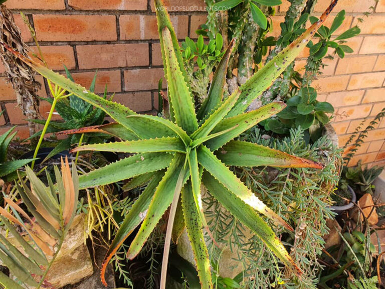 Aloe bulbillifera - World of Succulents