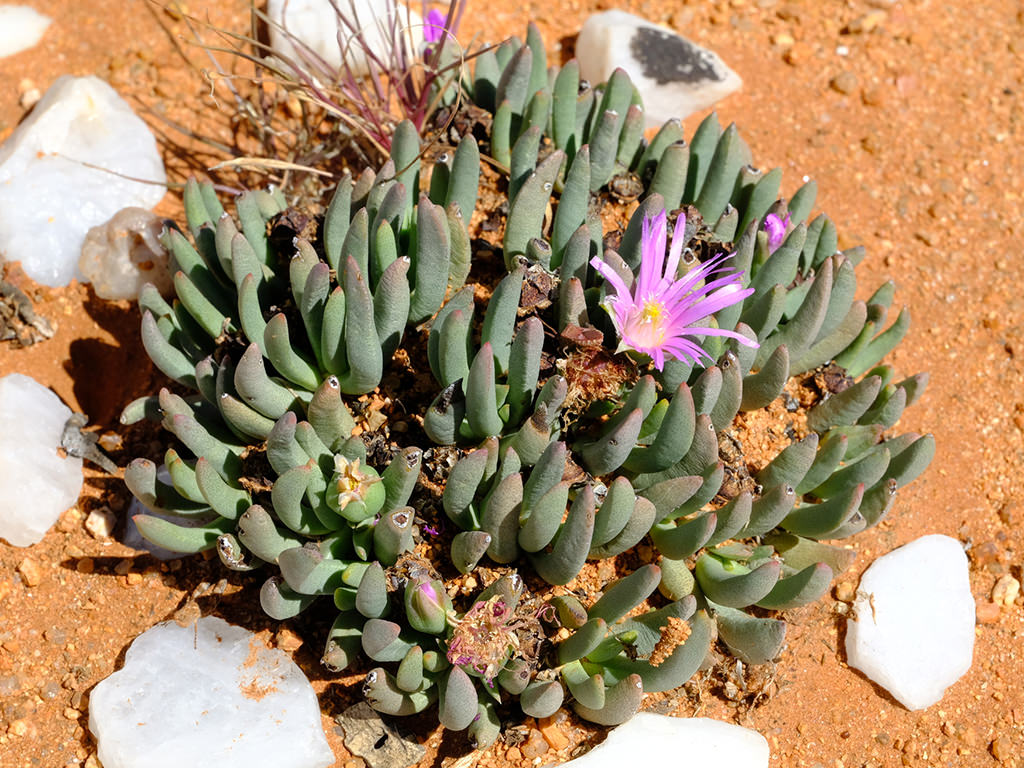 Ebracteola derenbergiana - World of Succulents