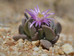 Ebracteola derenbergiana - World of Succulents